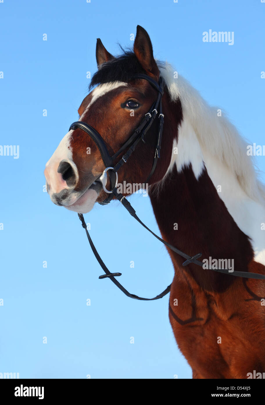 Tinker Pony stallion in the sun against a sky background Stock Photo ...