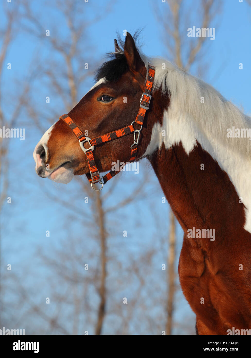 Tinker Pony stallion in the sun against a nature background Stock Photo ...