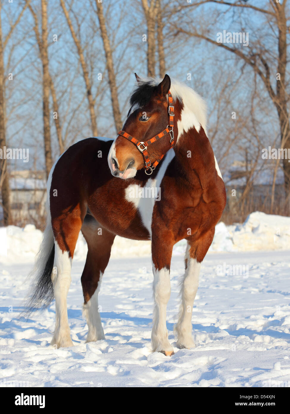 Tinker Pony stallion in the sun against a winter farm background Stock ...
