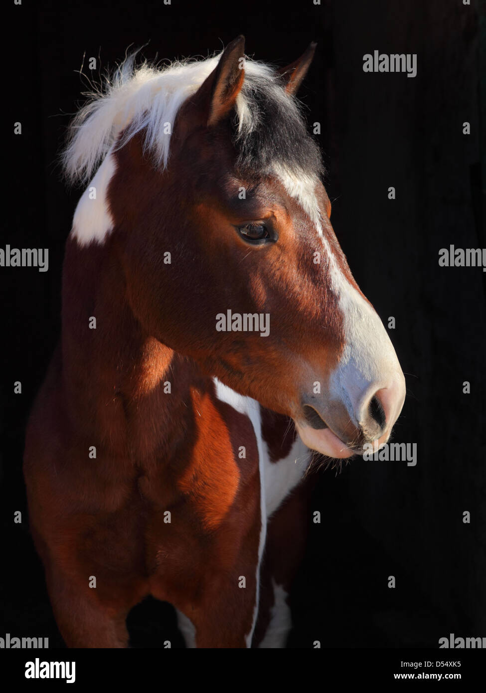 Tinker Pony stallion in the sun against a black background Stock Photo ...