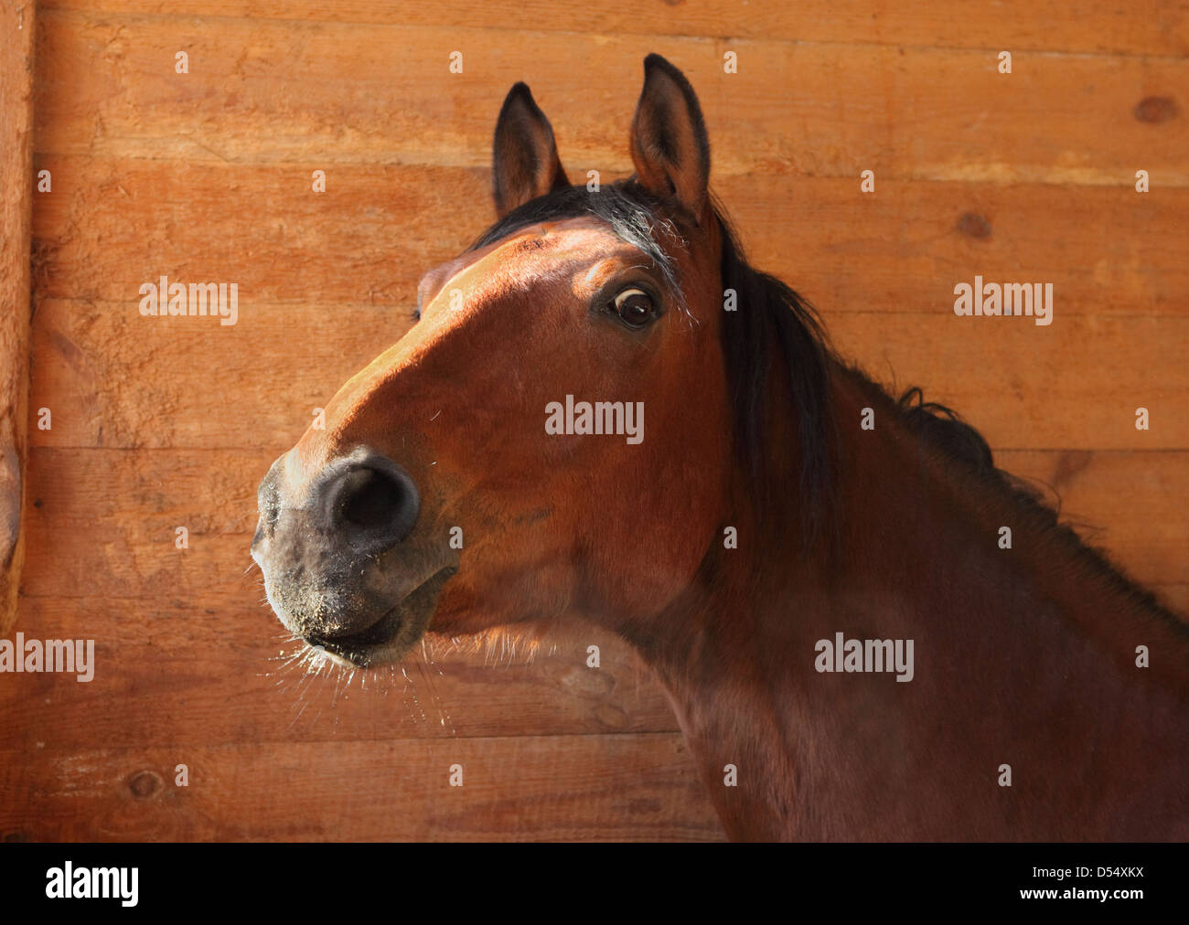 Wooden horse stable hi-res stock photography and images - Alamy