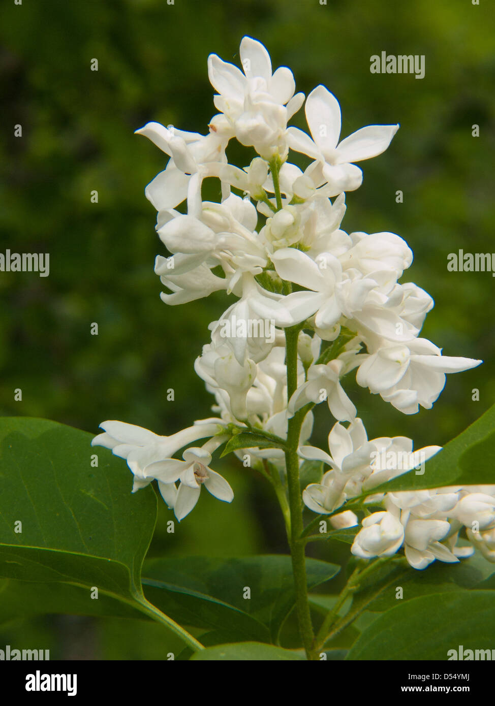 Lilas flower hi-res stock photography and images - Alamy