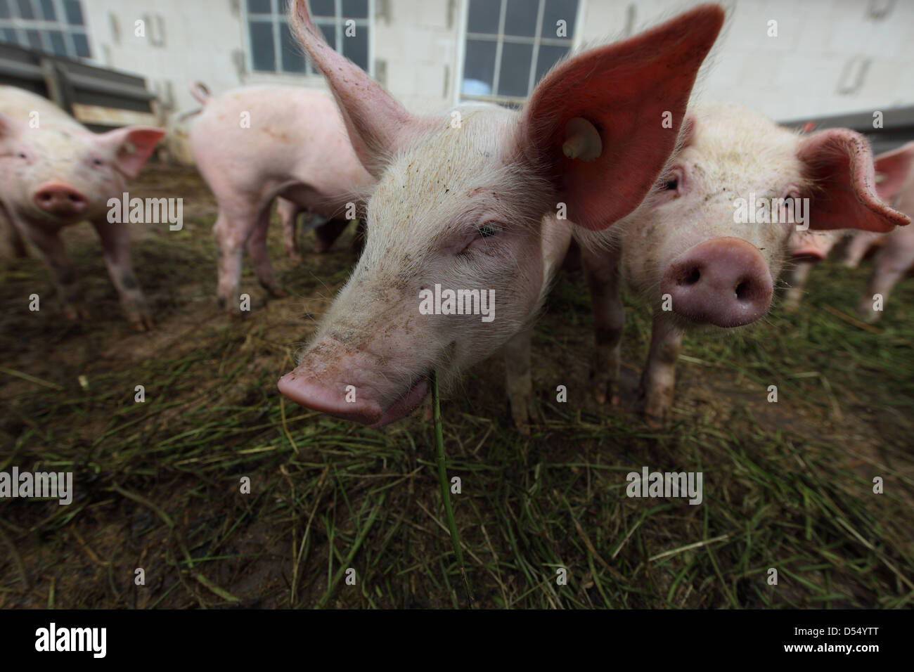 Pig eating grass hi-res stock photography and images - Alamy