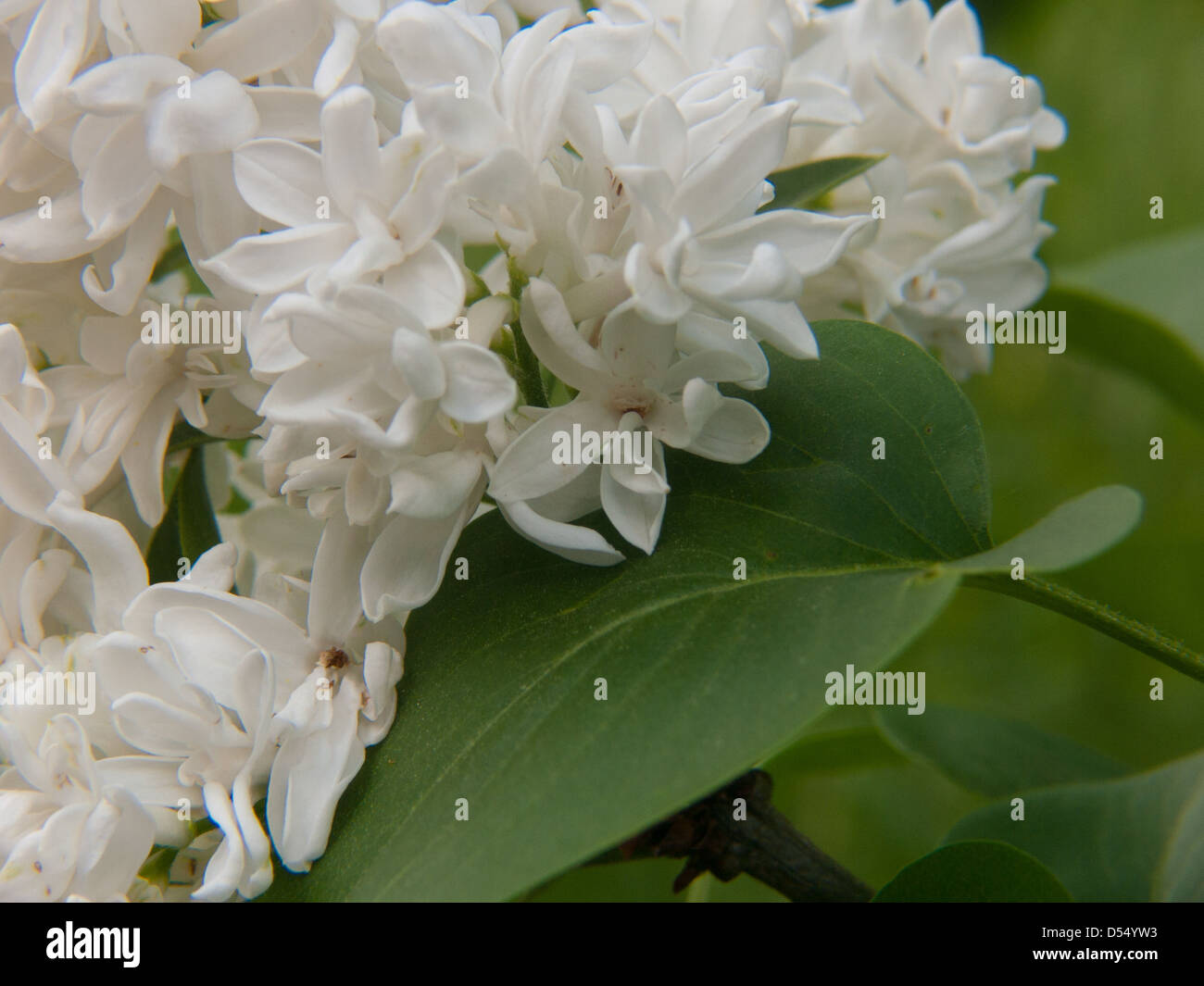 Lilas flower hi-res stock photography and images - Alamy