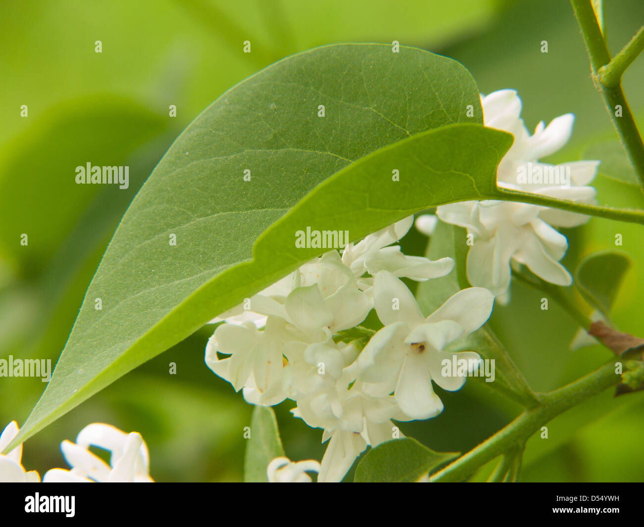 Lilas flower hi-res stock photography and images - Alamy