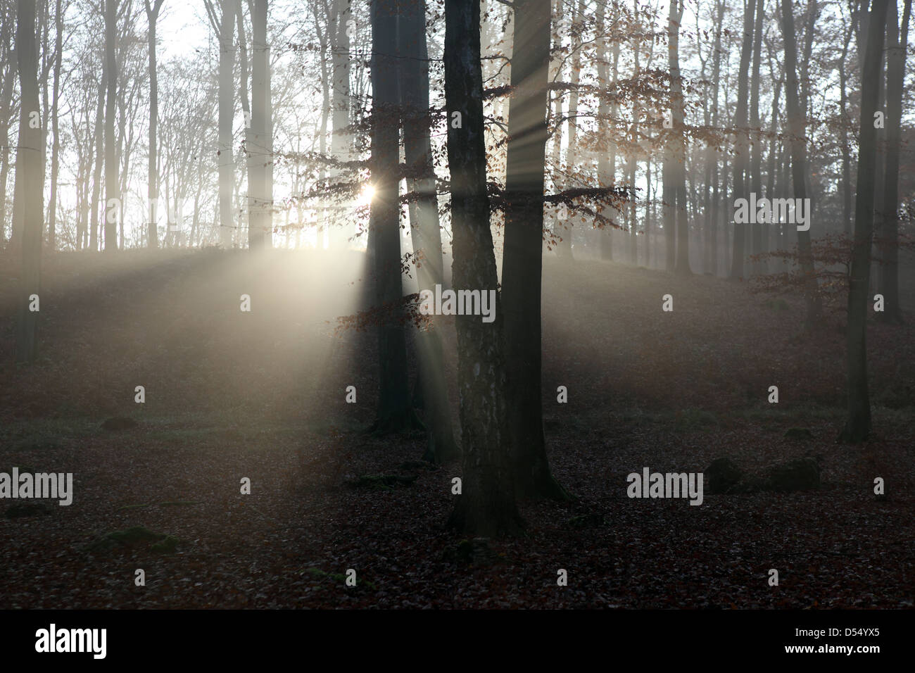 New Kätwin, Germany, raking light in the forest Stock Photo - Alamy