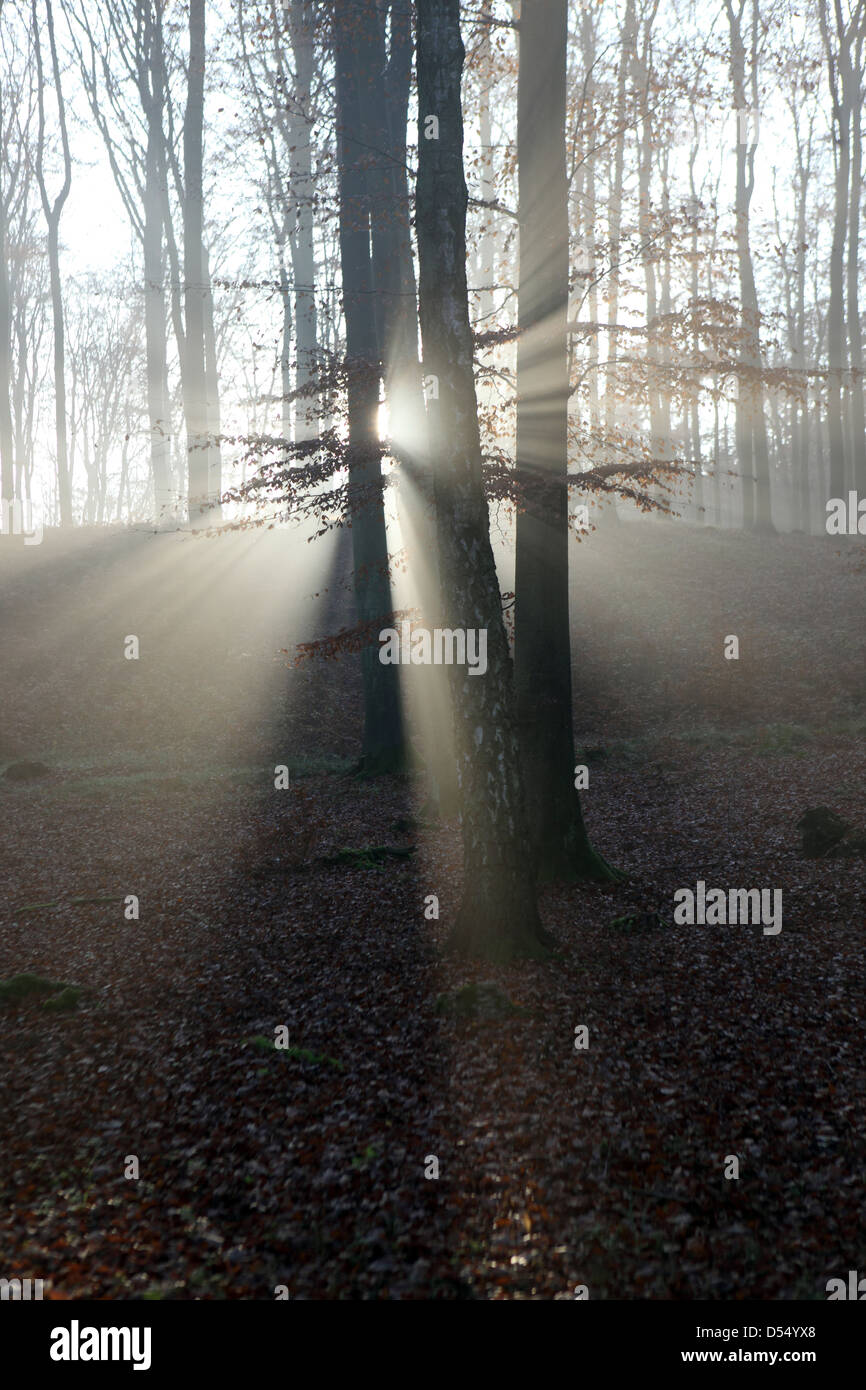 New Kätwin, Germany, raking light in the forest Stock Photo - Alamy