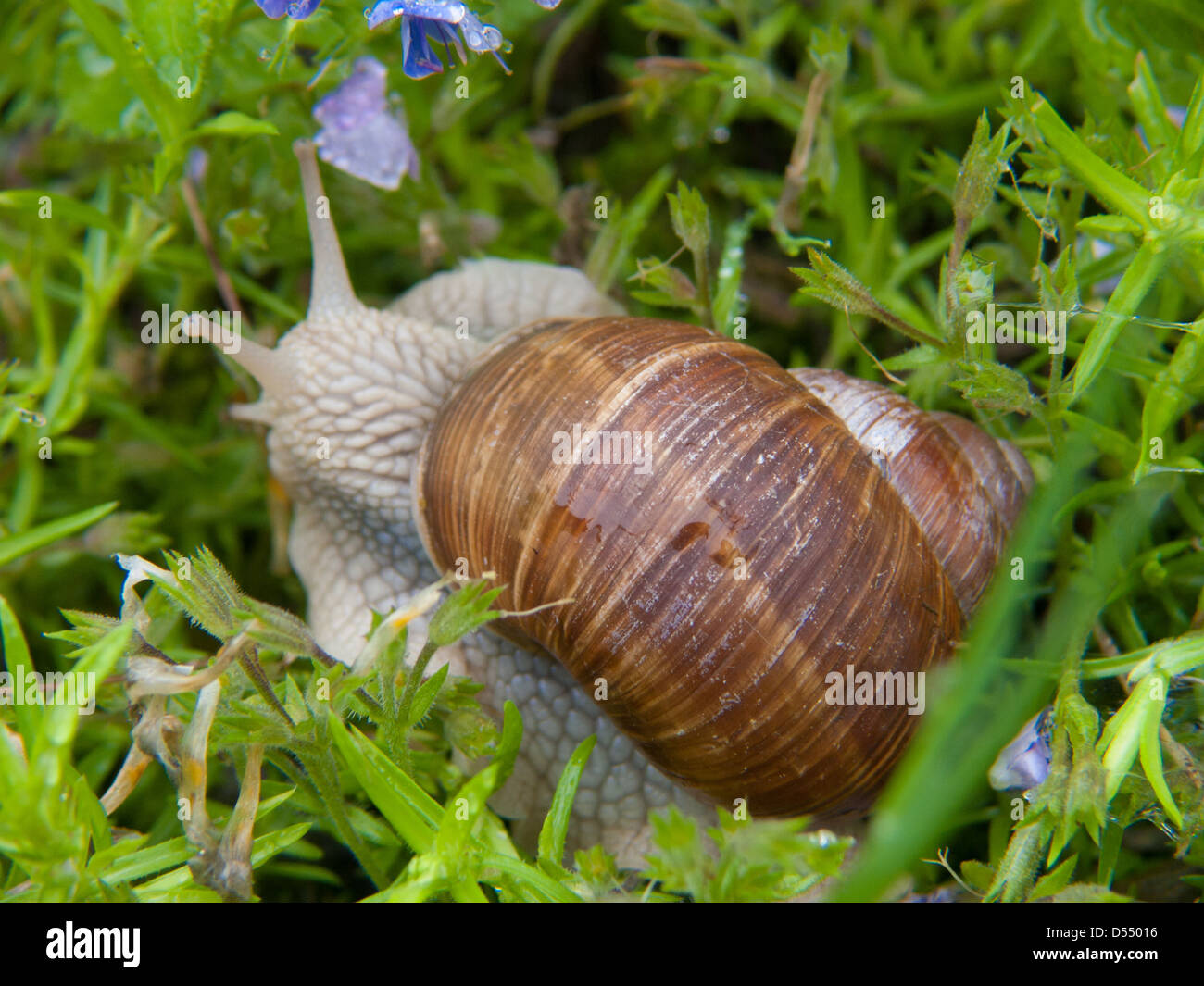 Entomology in france hi-res stock photography and images - Alamy