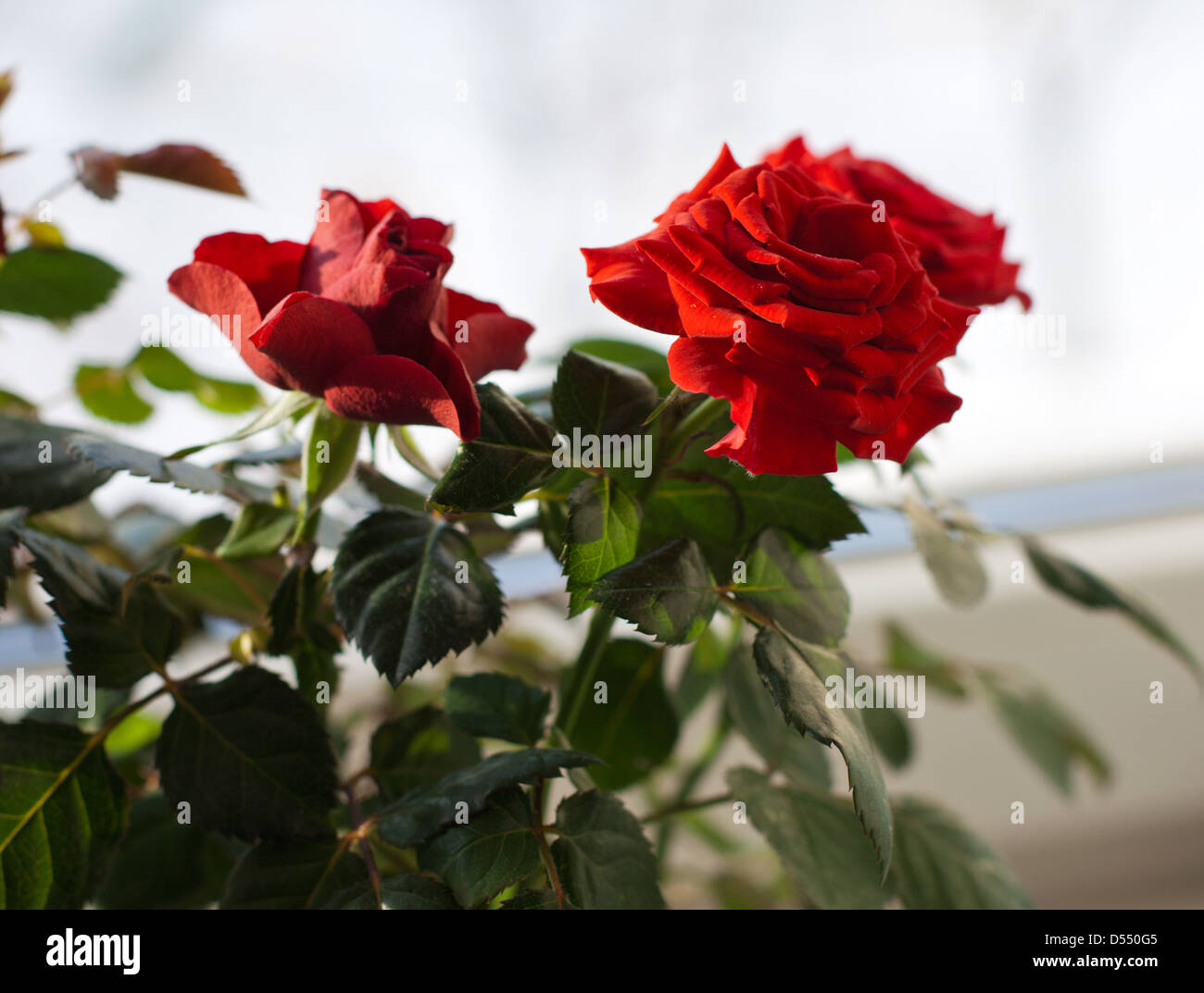 red roses in bloom at room window Stock Photo - Alamy
