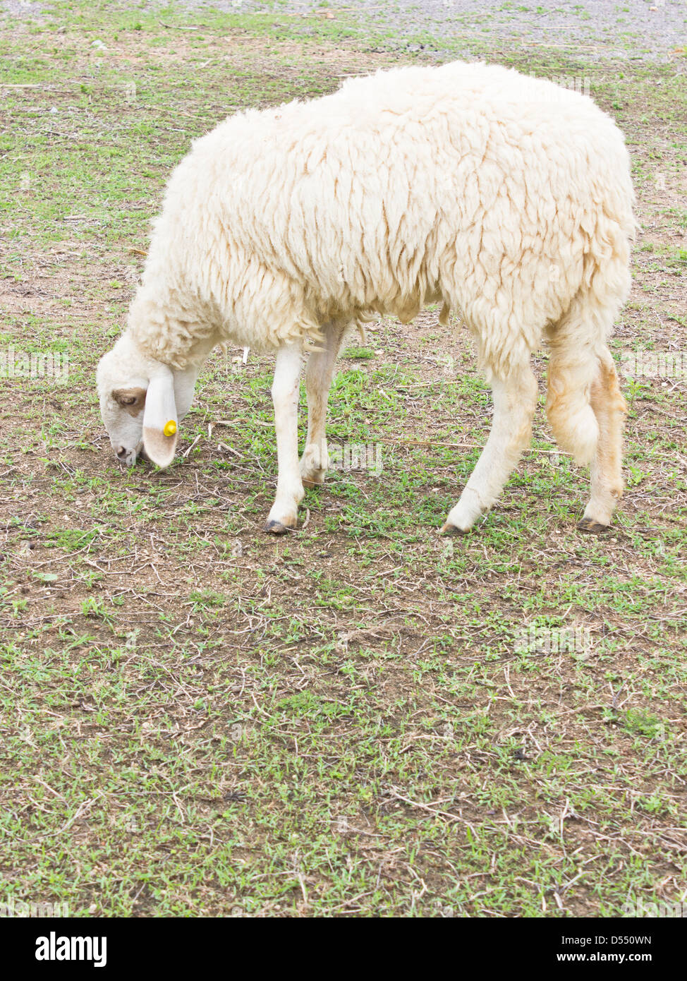 One sheep hi-res stock photography and images - Alamy