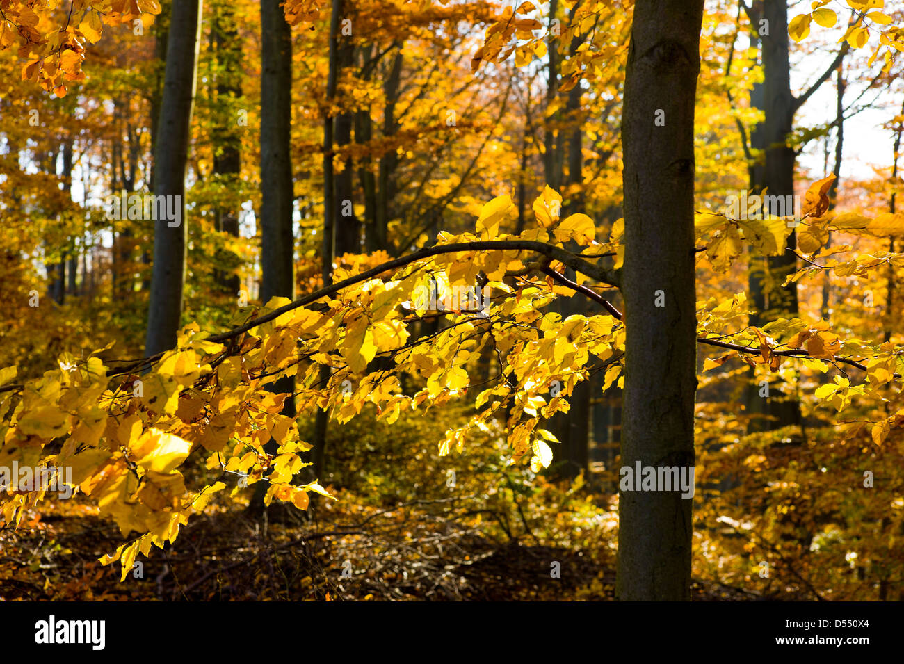 Autumn leaves and discolored tree leaves in autumn in germany hi-res ...