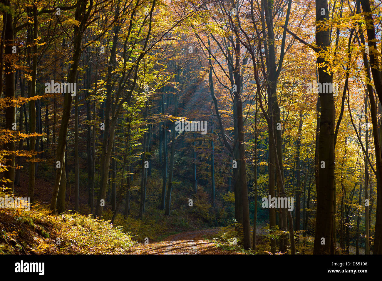 Buchenwald beech forest hi-res stock photography and images - Alamy
