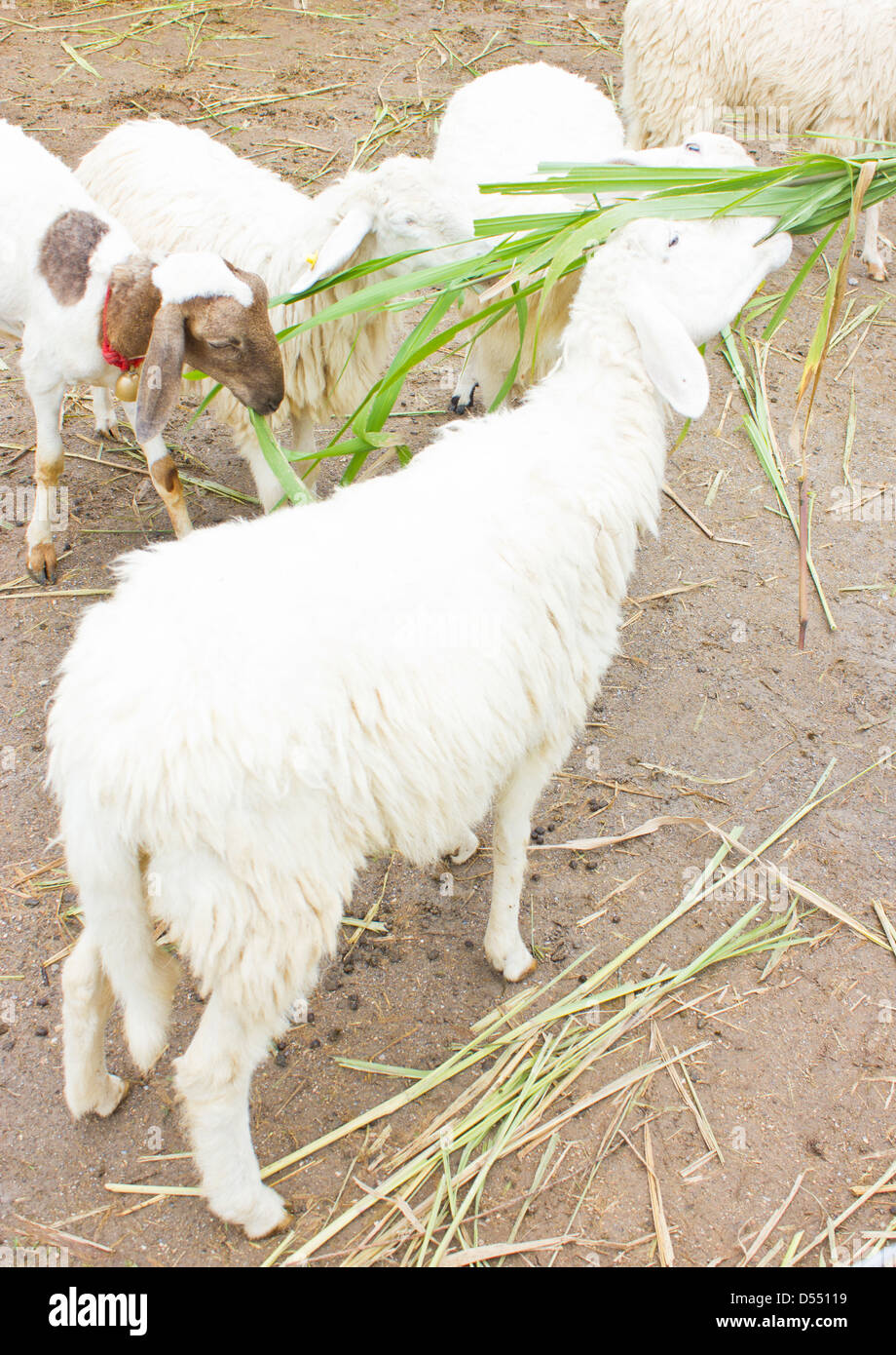 Sheep eat grass hi-res stock photography and images - Alamy