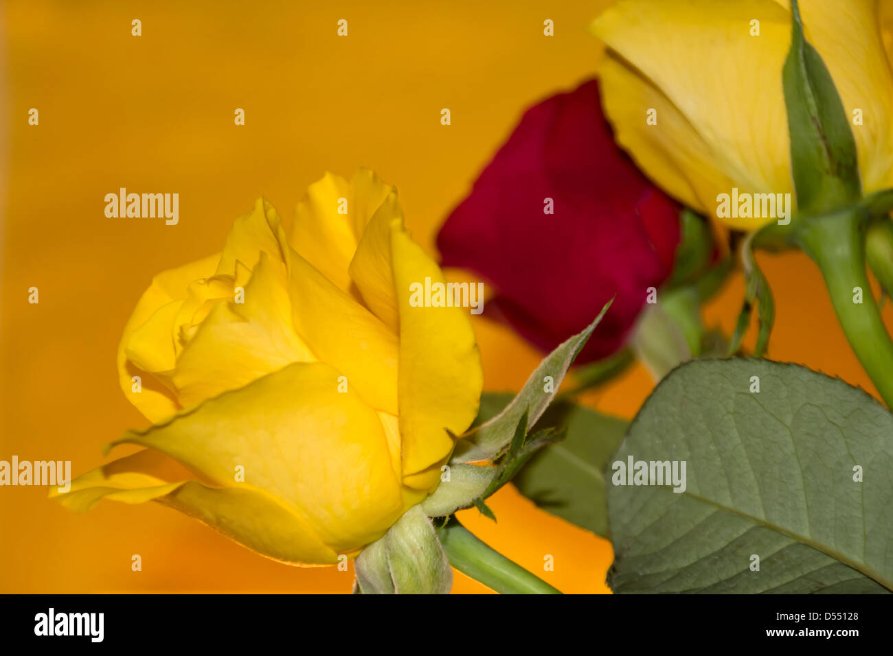 Horizontal shot yellow rose hi-res stock photography and images - Alamy