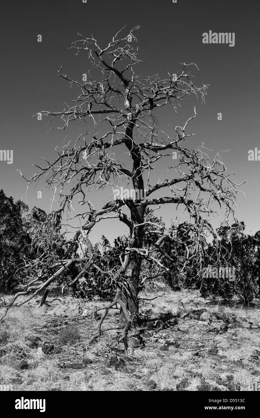 Impressive tree hi-res stock photography and images - Alamy