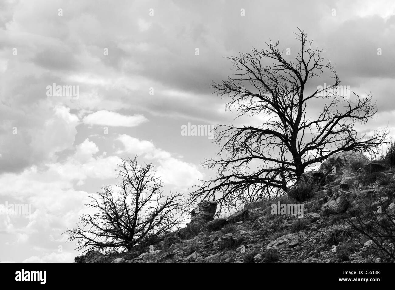 Black and white shot of two dead trees under dramtic clouds Stock Photo ...