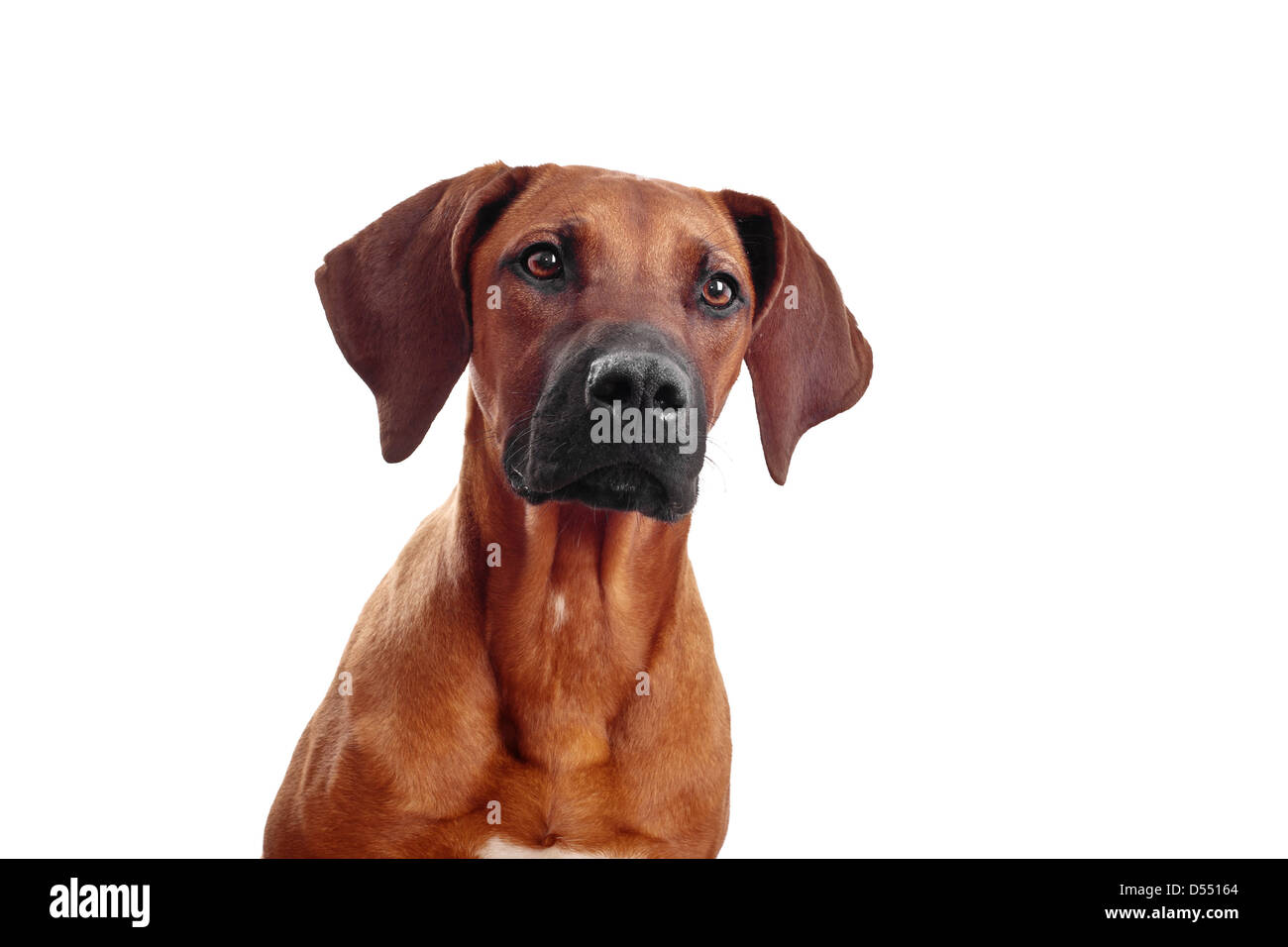 Rhodesian Ridgeback puppy in the studio, fun! Stock Photo - Alamy