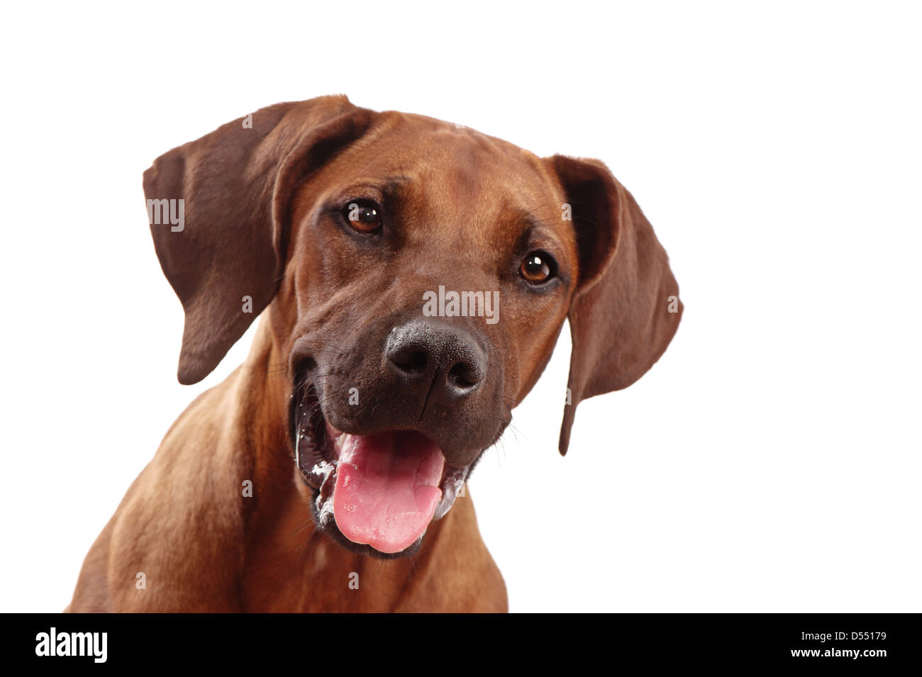 Rhodesian ridgeback nose hi-res stock photography and images - Alamy