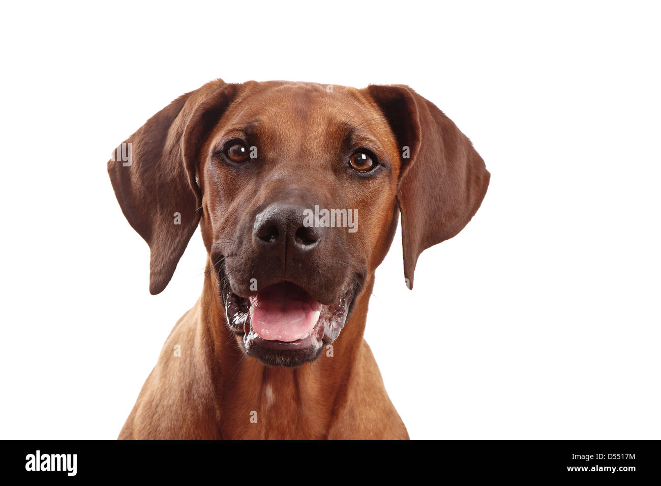 Rhodesian Ridgeback puppy in the studio, fun! Stock Photo - Alamy