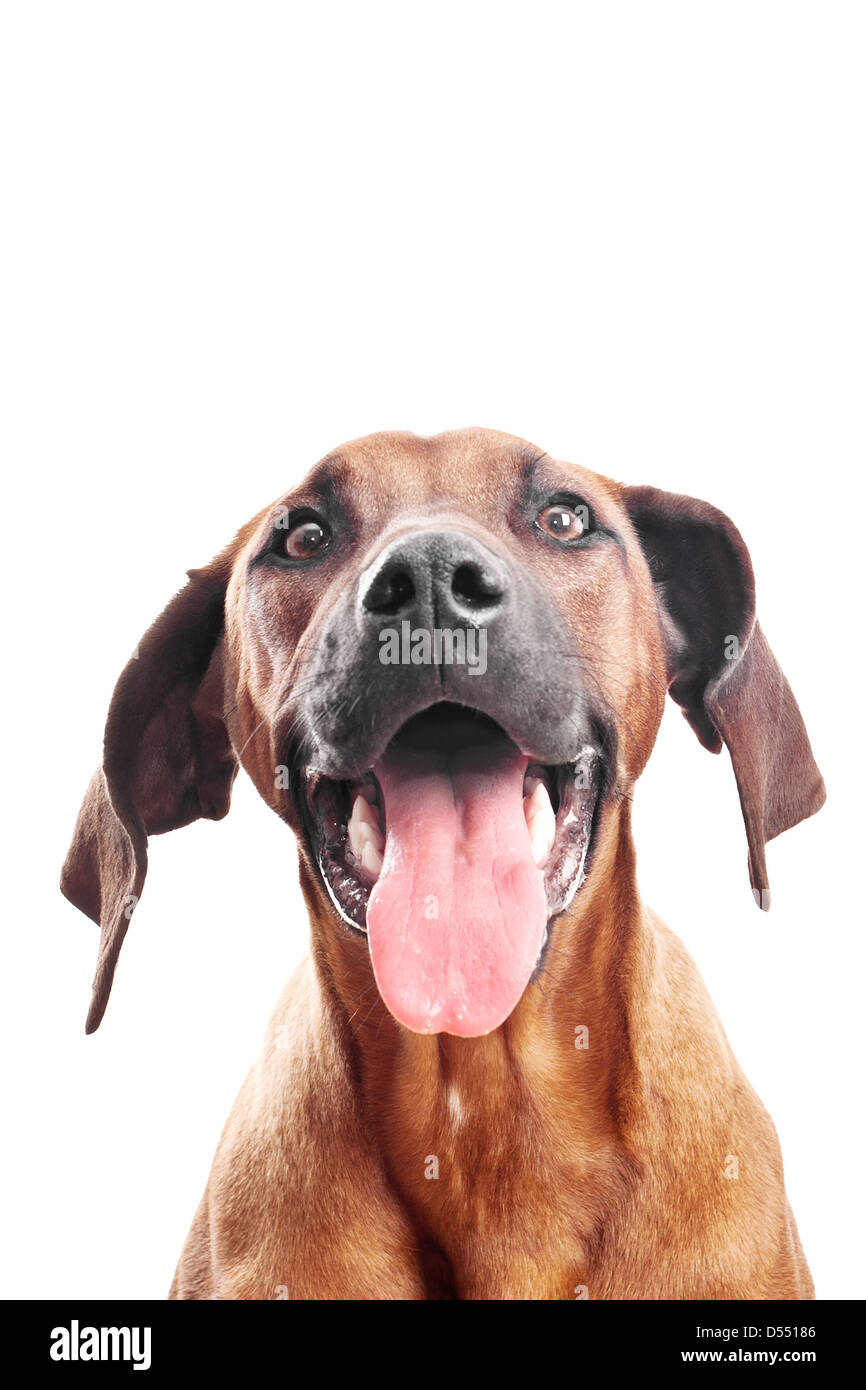 Funny dog portrait hi-res stock photography and images - Alamy