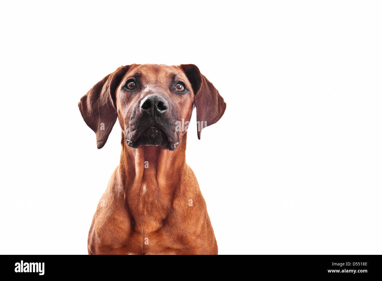Love rhodesian ridgeback hi-res stock photography and images - Alamy