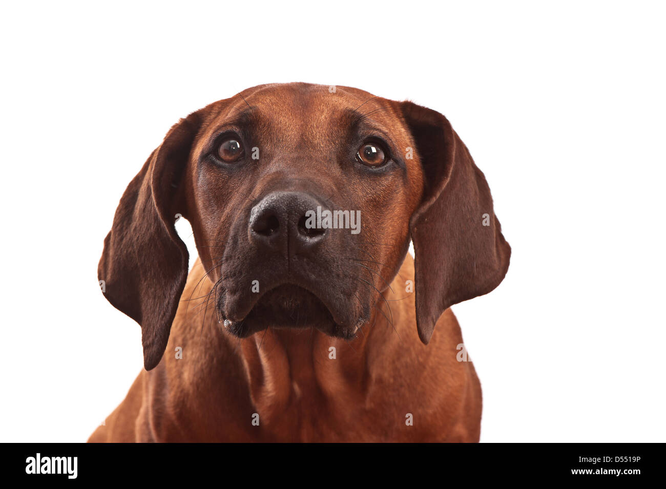 Rhodesian ridgeback puppy hi-res stock photography and images - Alamy