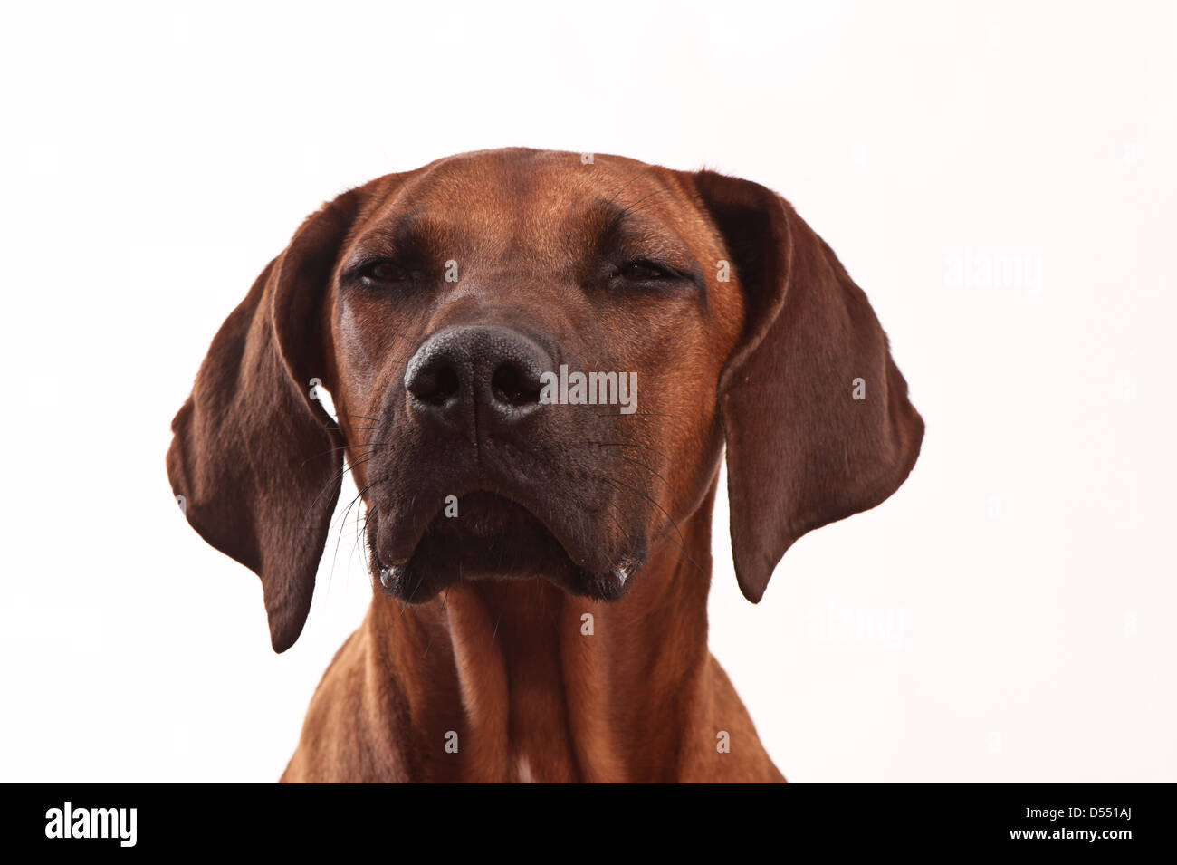 Rhodesian ridgeback nose hi-res stock photography and images - Alamy