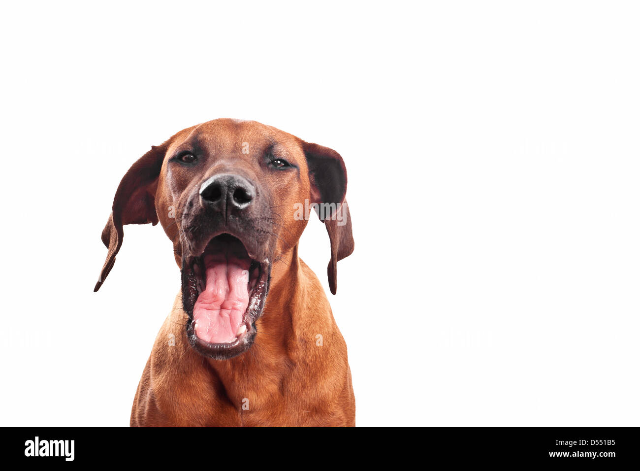 Rhodesian Ridgeback puppy in the studio, fun! Stock Photo - Alamy