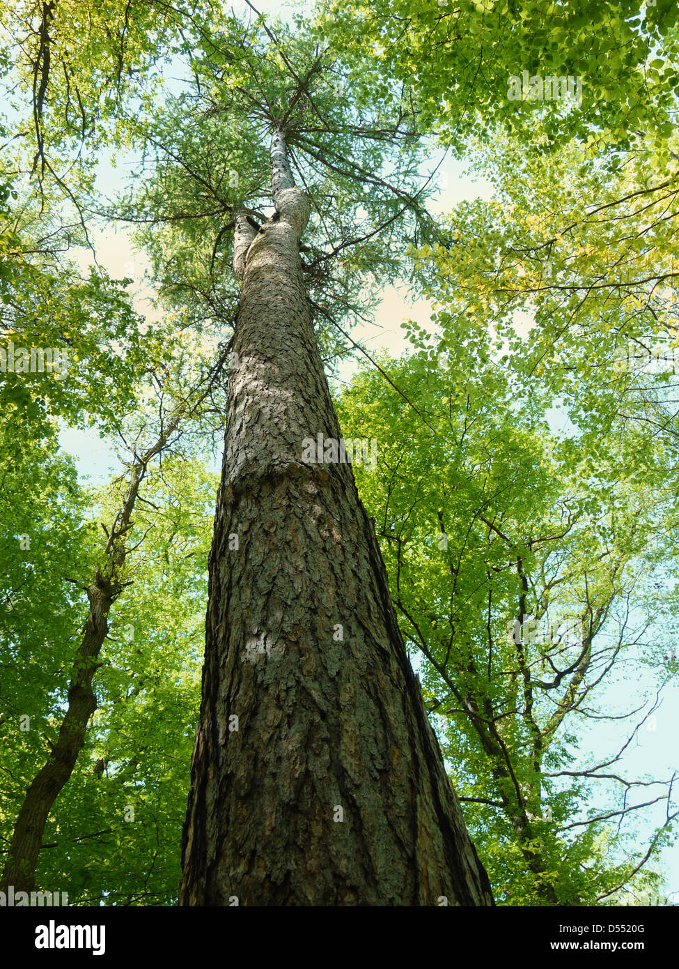 High tree hi-res stock photography and images - Alamy