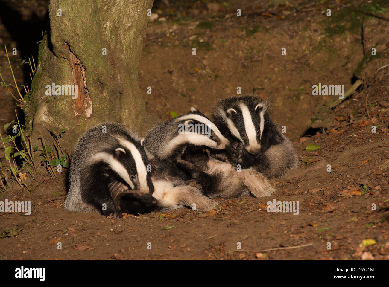 3 badger cubs grooming outside sett Stock Photo - Alamy