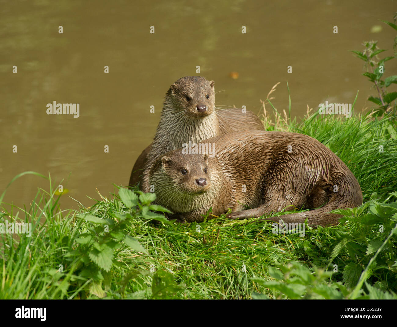 European otter cub hi-res stock photography and images - Alamy