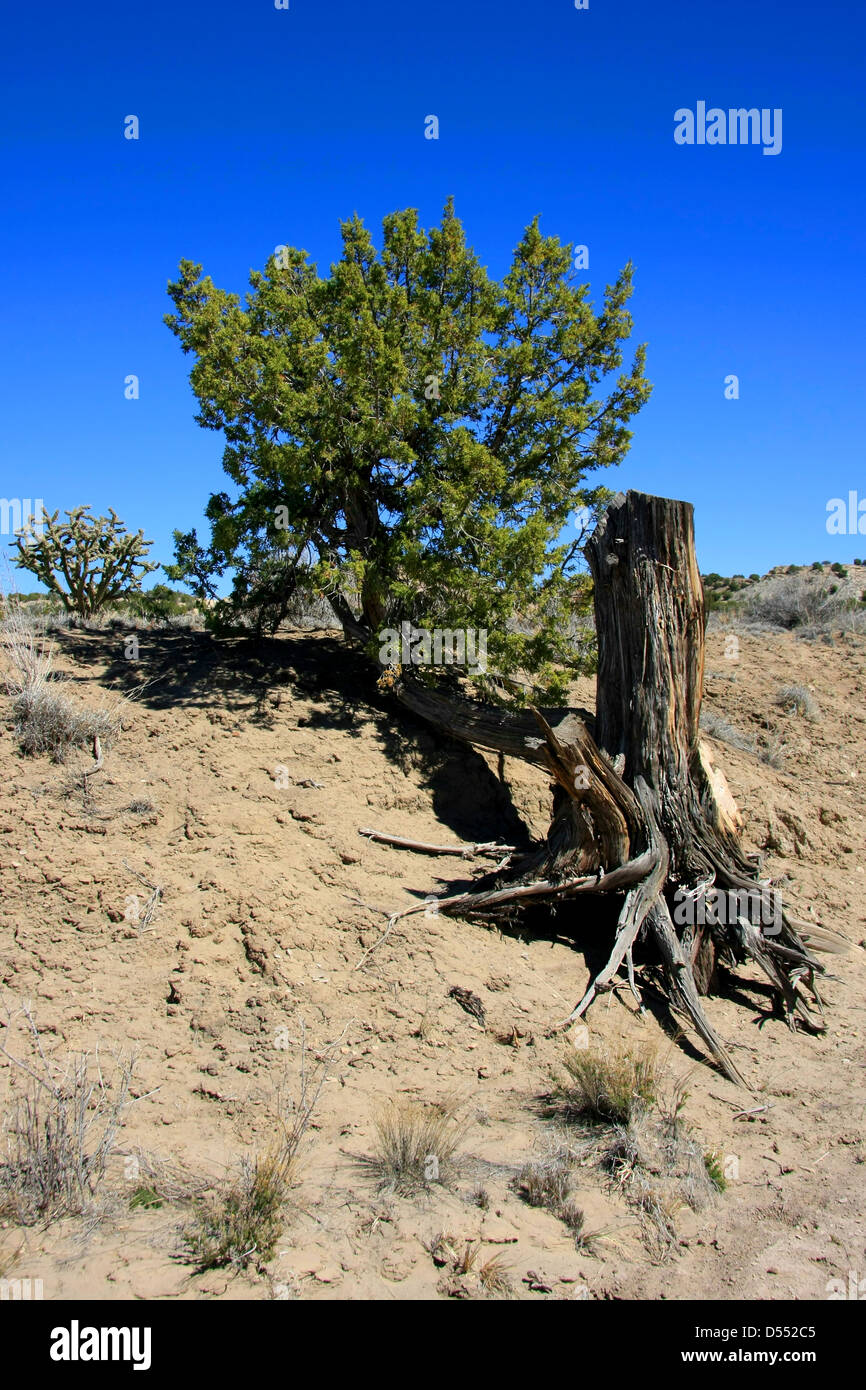 Dead juniper tree hi-res stock photography and images - Alamy