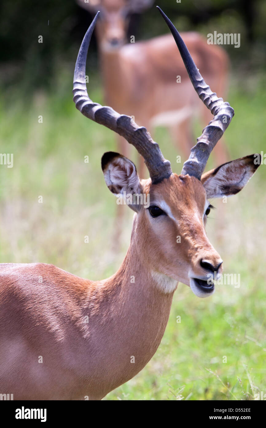 Impala antelope. South Africa, Kruger's National Park Stock Photo - Alamy
