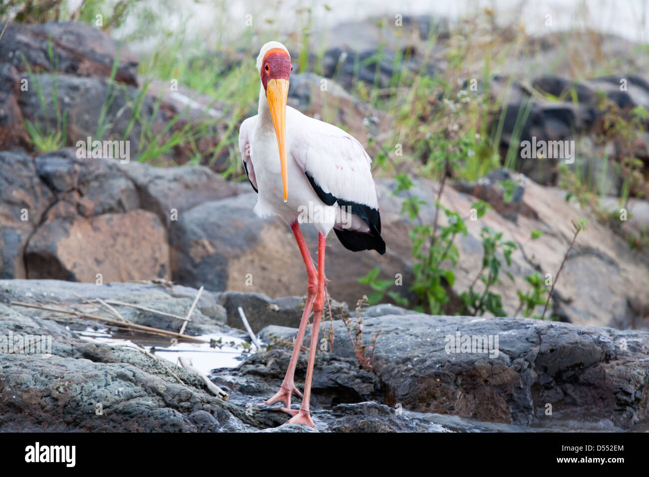 Hunting Yellow-billed Stork. South Africa, Kruger's National Park Stock ...