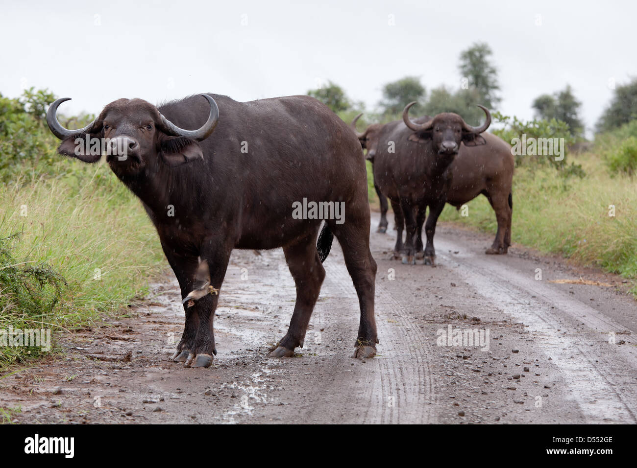 Buffaloes in rain hi-res stock photography and images - Alamy