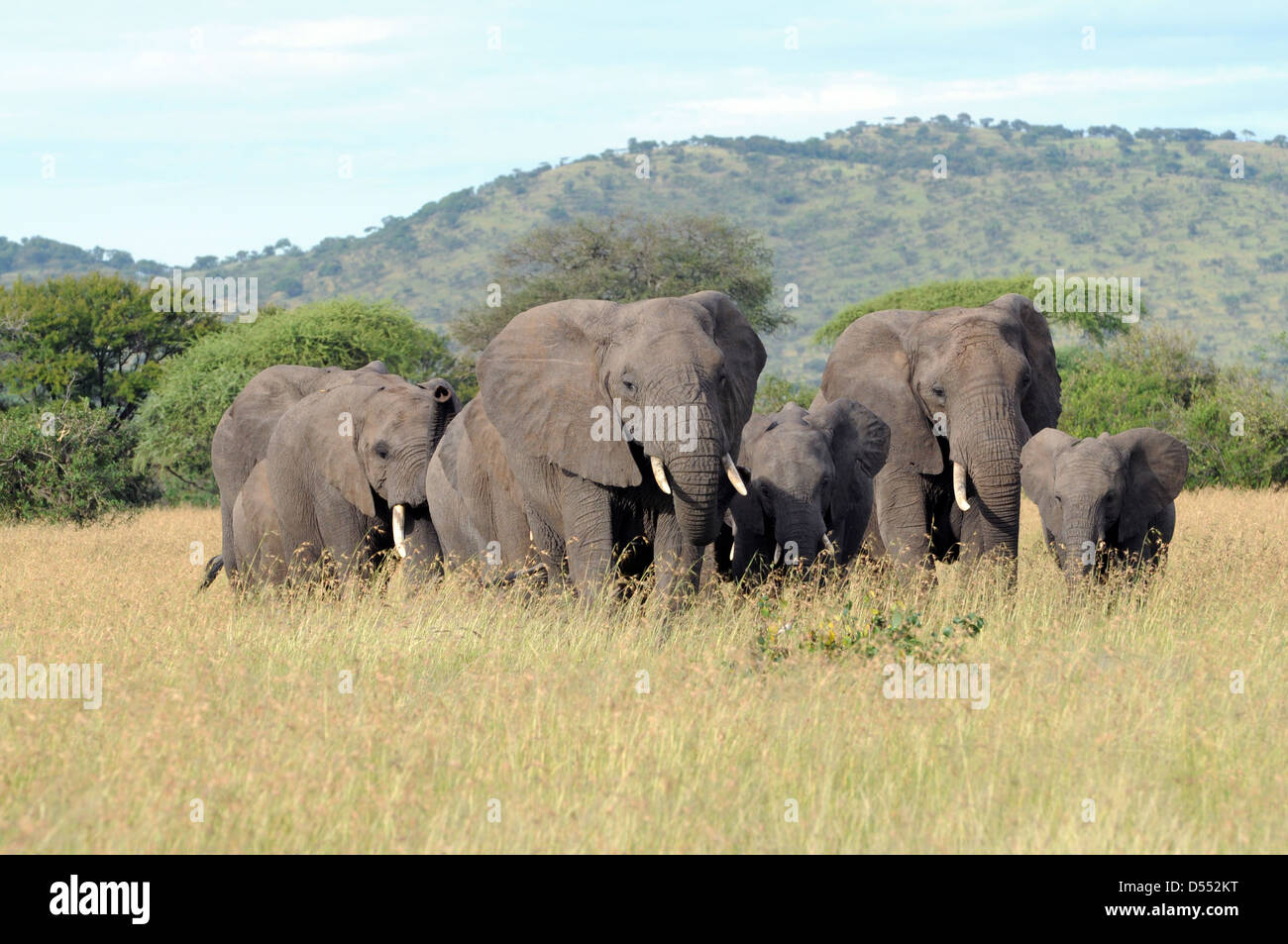 Tanzania wildlife safari African Bush Elephant Stock Photo - Alamy