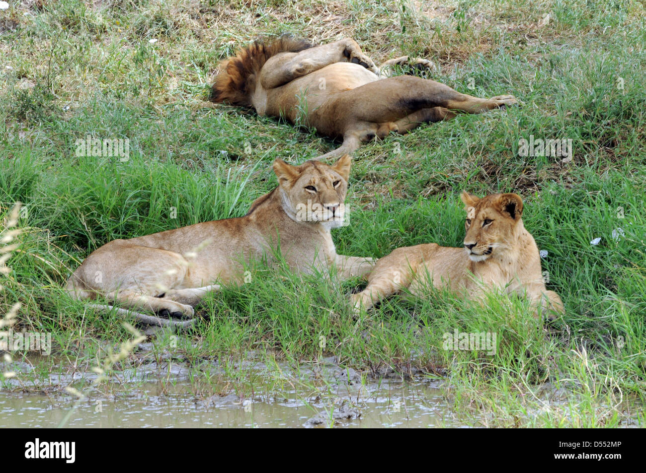 Lion savanna hi-res stock photography and images - Alamy