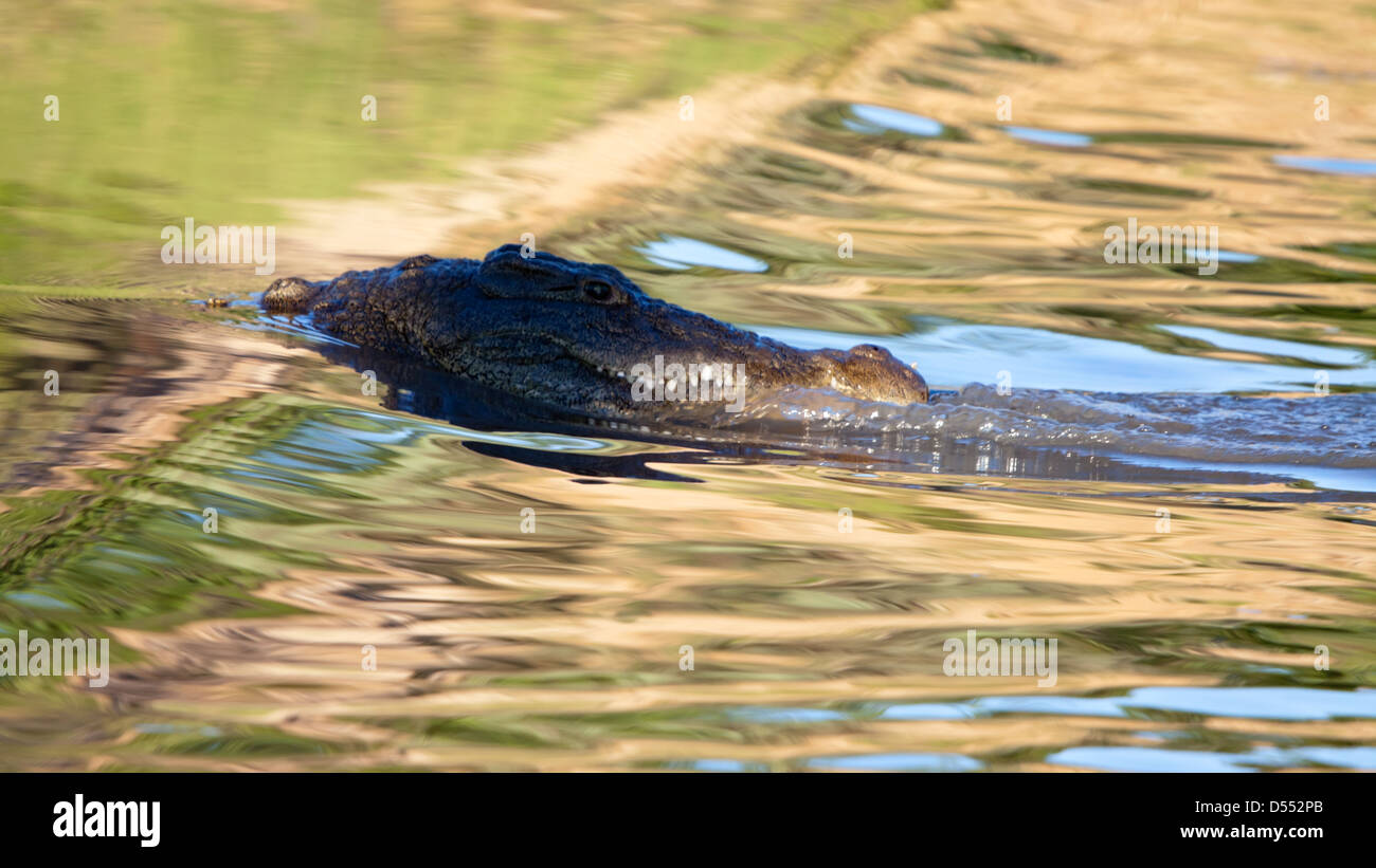 Haunting crocodile in shallow water. South Africa, Kruger's National ...