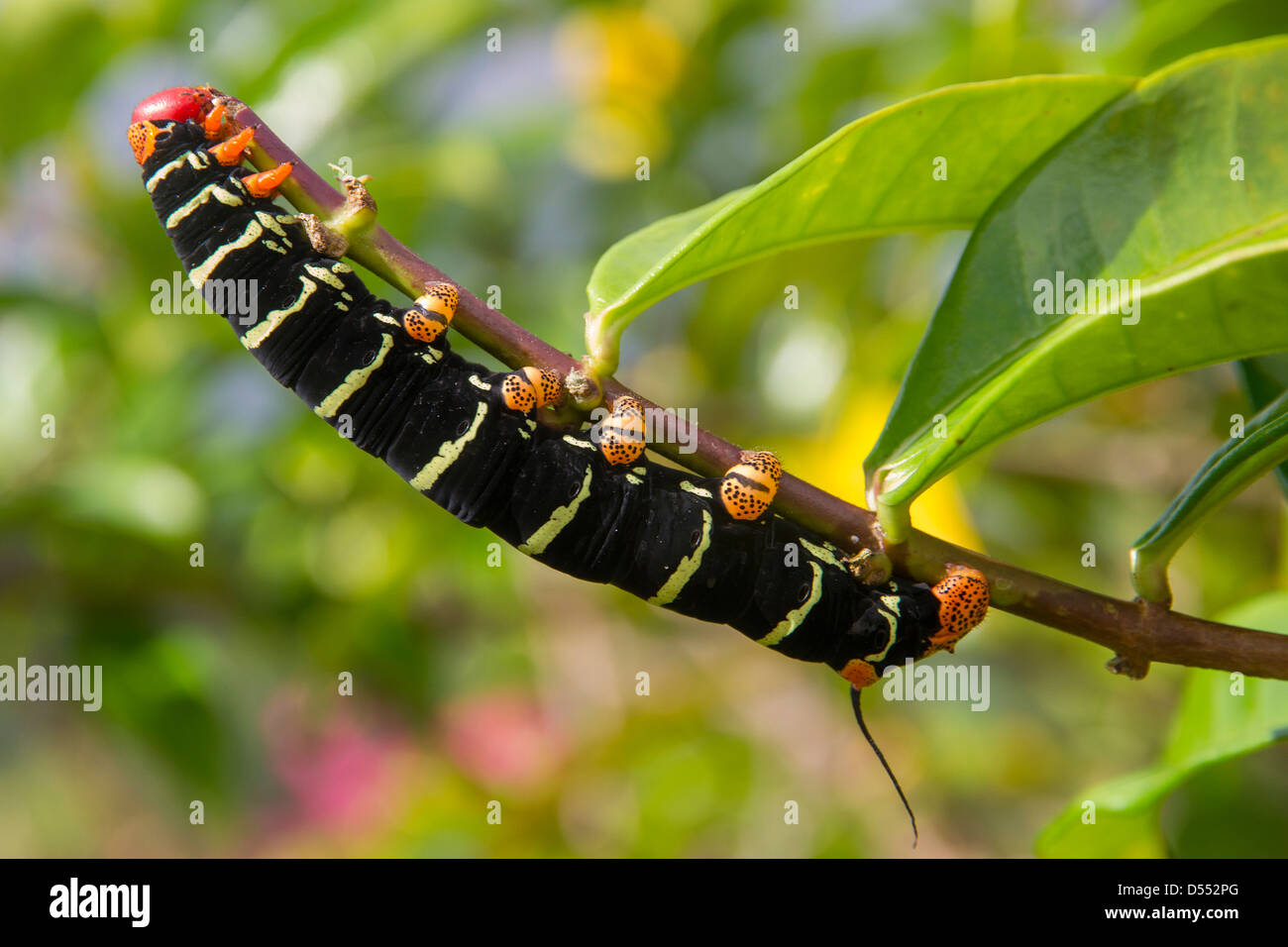 Grenada, Frangipani caterpillar (Tetrio Sphinx moth Stock Photo - Alamy