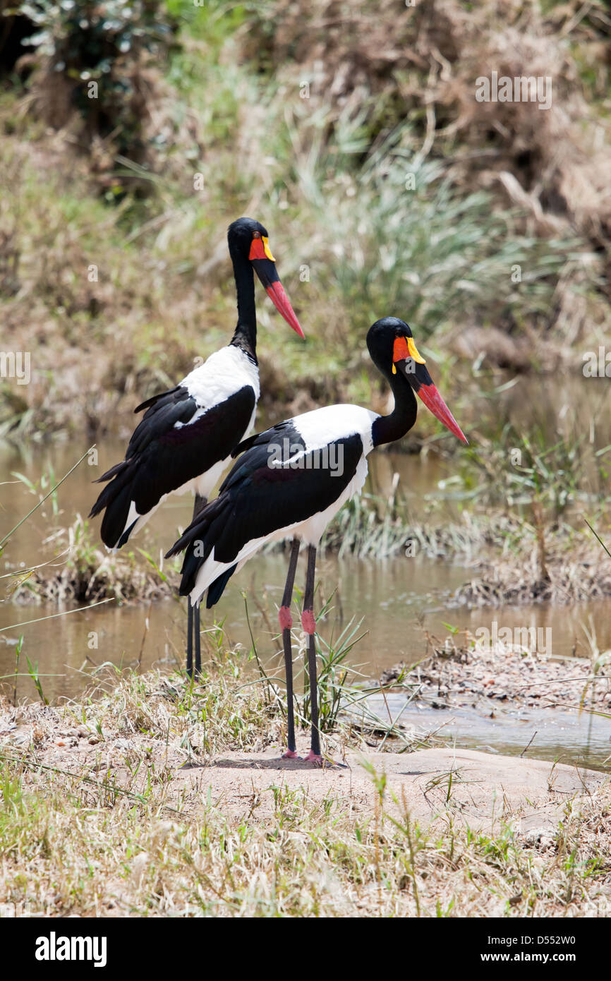 Couple of Saddle-billed Stork. South Africa, Kruger's National Park ...