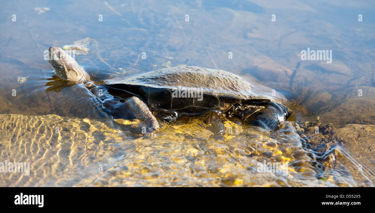 African Helmeted Turtle in water stream. South Africa, Kruger's ...