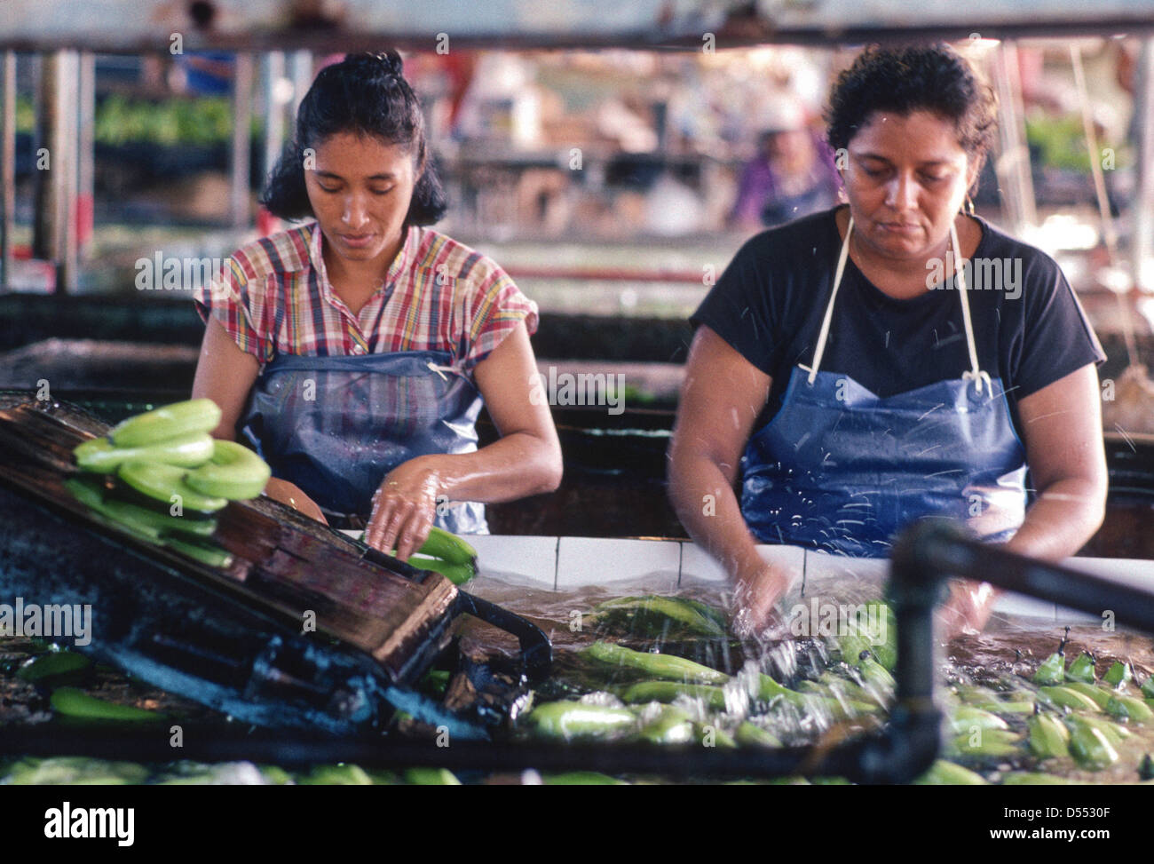 Women washing bananas at Chiquita plantation and packing plant in ...
