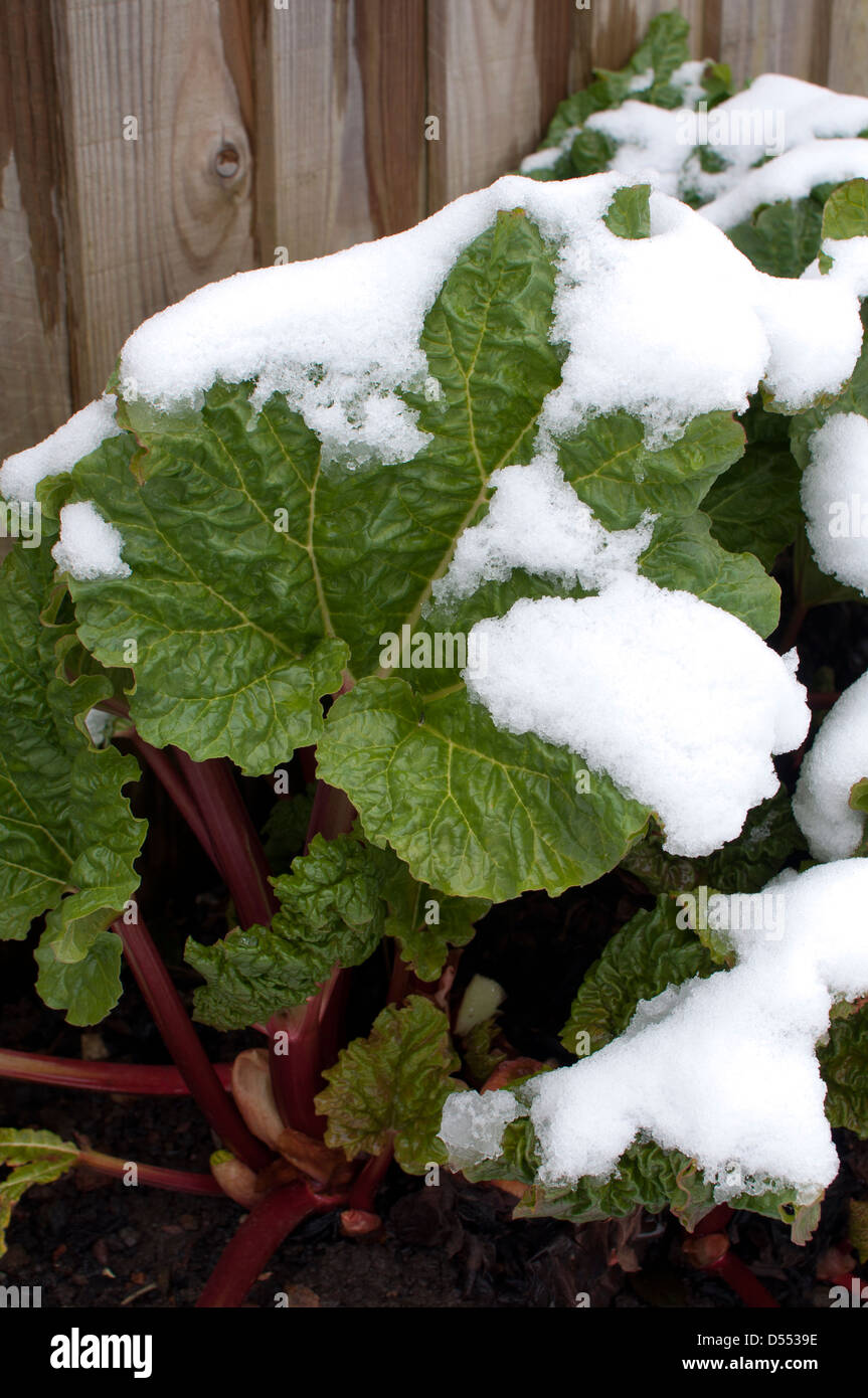 Snow on rhubarb plants Stock Photo - Alamy