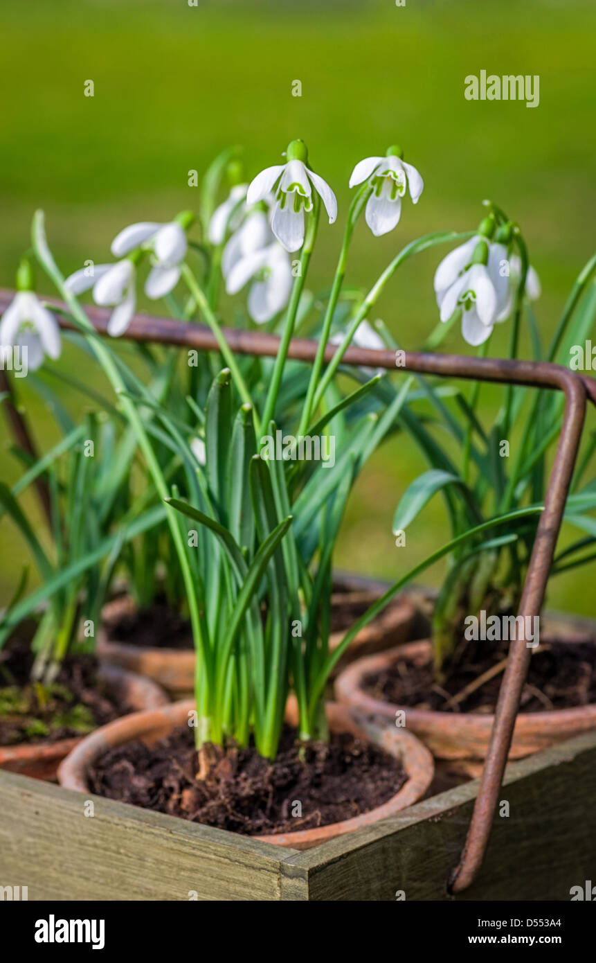 Snowdrop in clay plant pot hi-res stock photography and images - Alamy