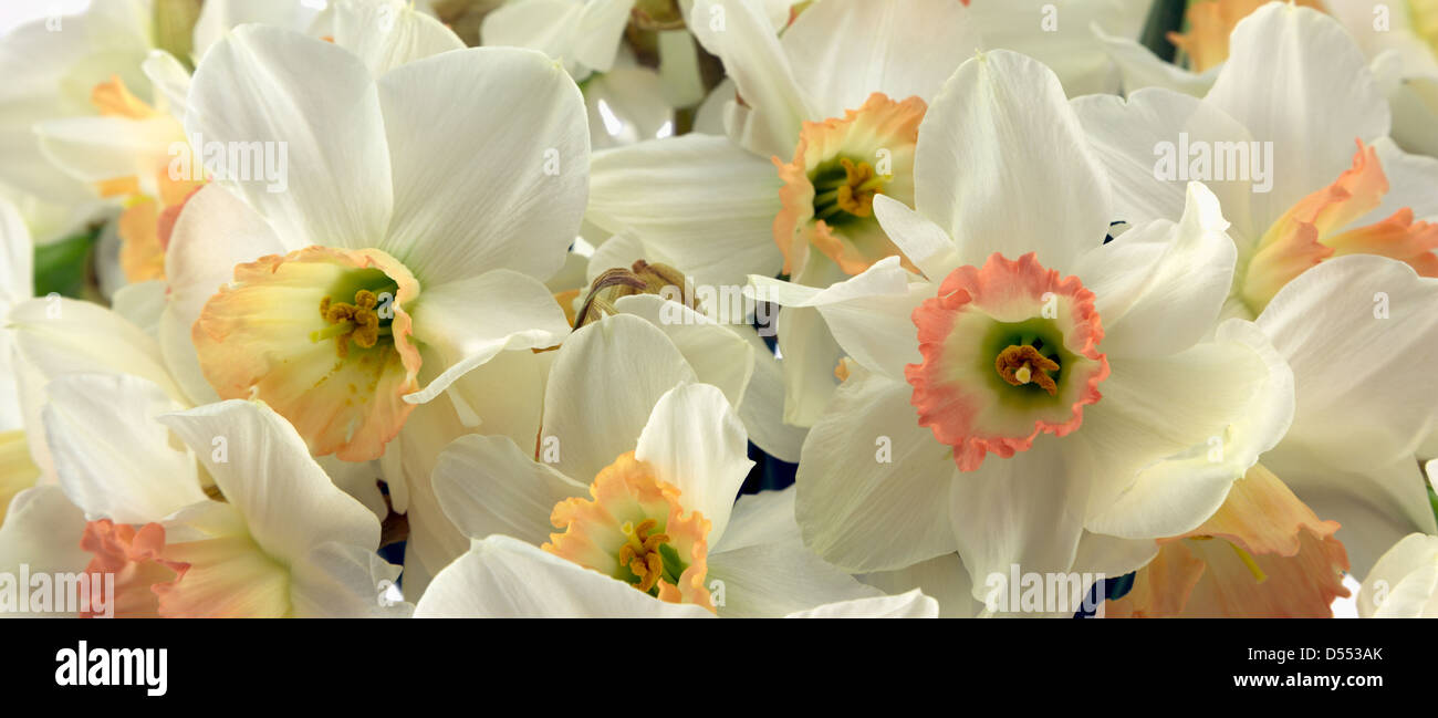 Beautiful spring daffodils Stock Photo - Alamy