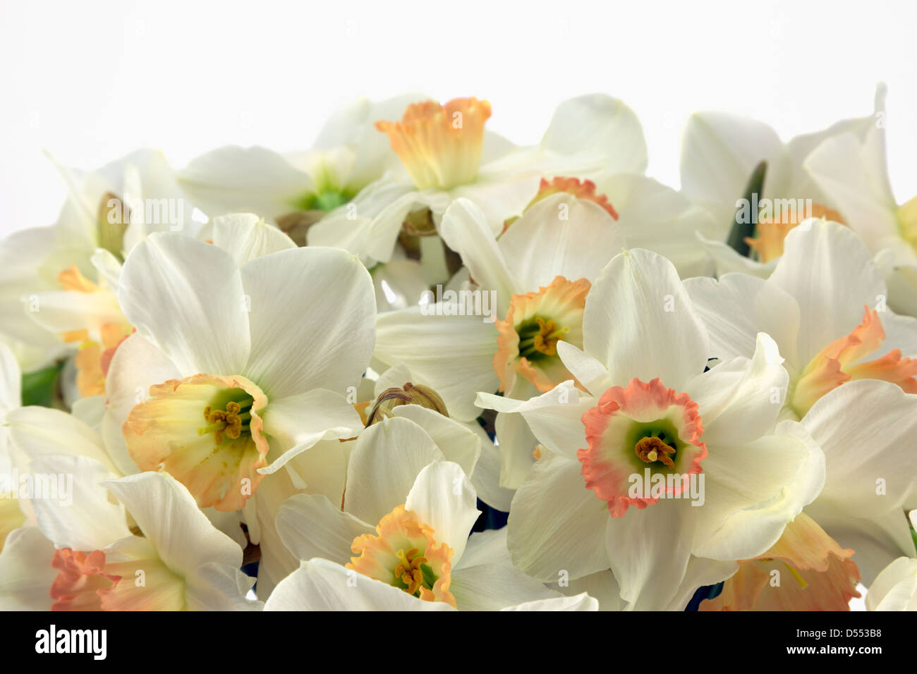 Beautiful spring daffodils Stock Photo - Alamy