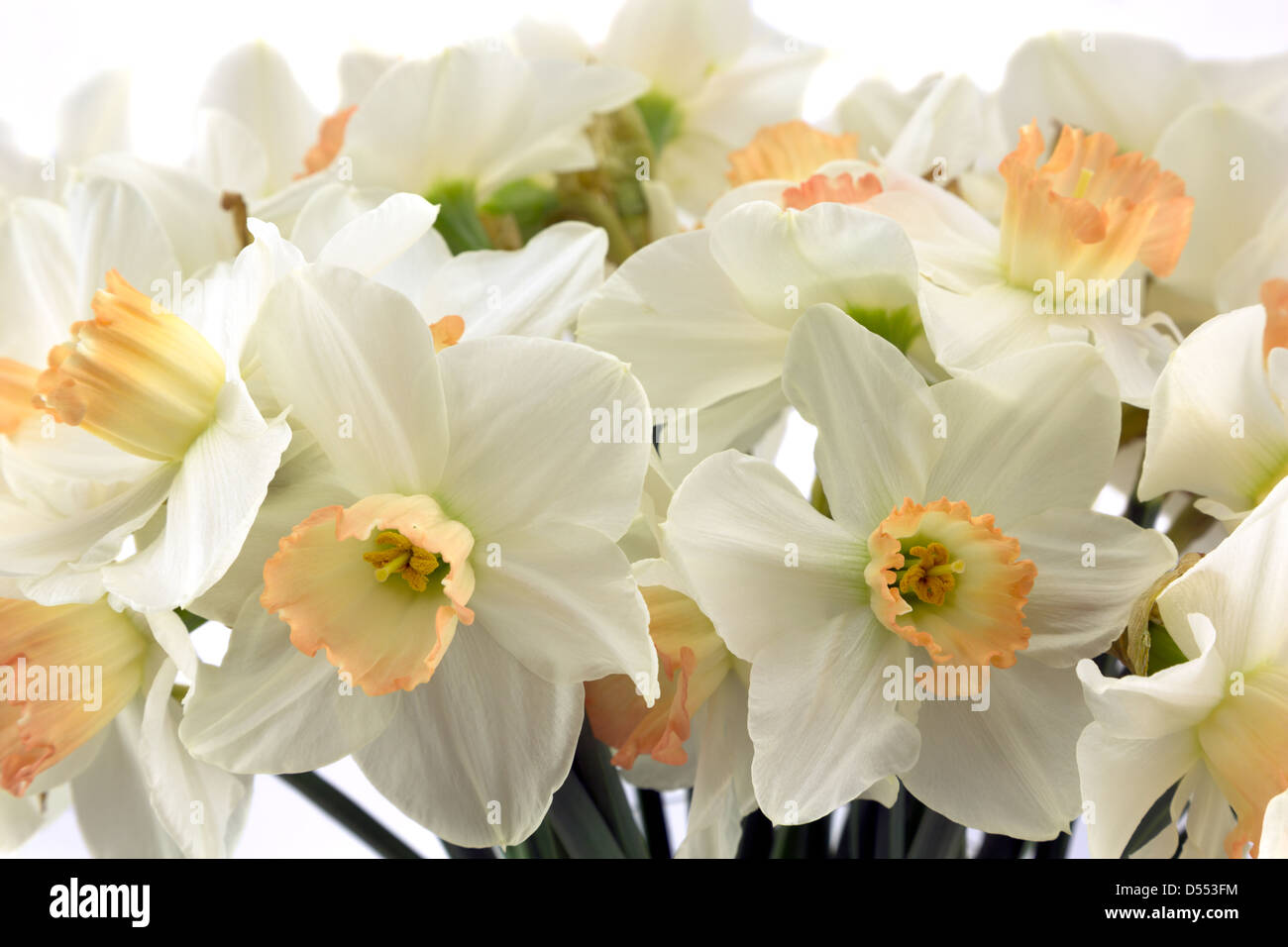 Beautiful spring daffodils hi-res stock photography and images - Alamy