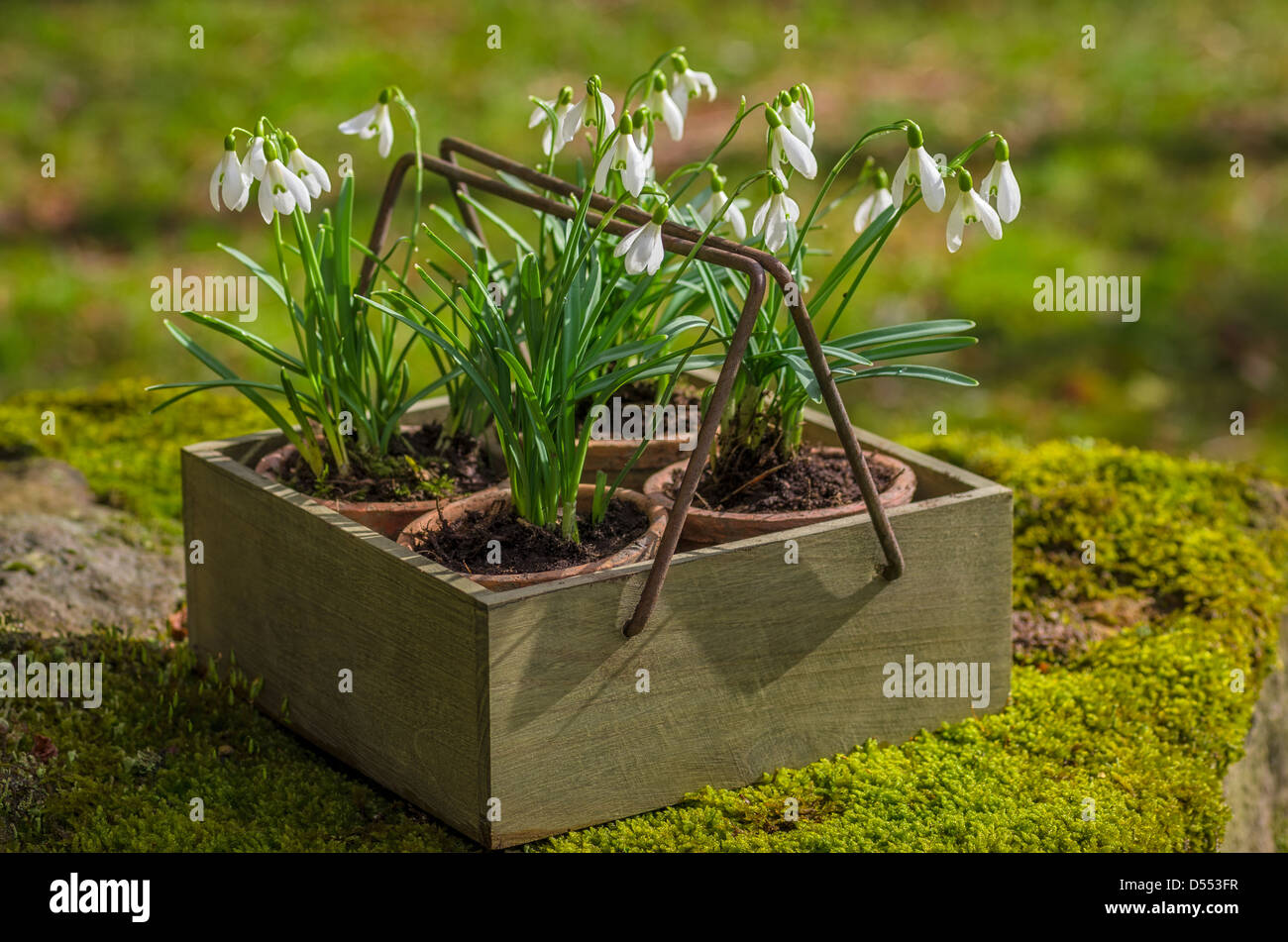 Snowdrops clay pot hi-res stock photography and images - Alamy