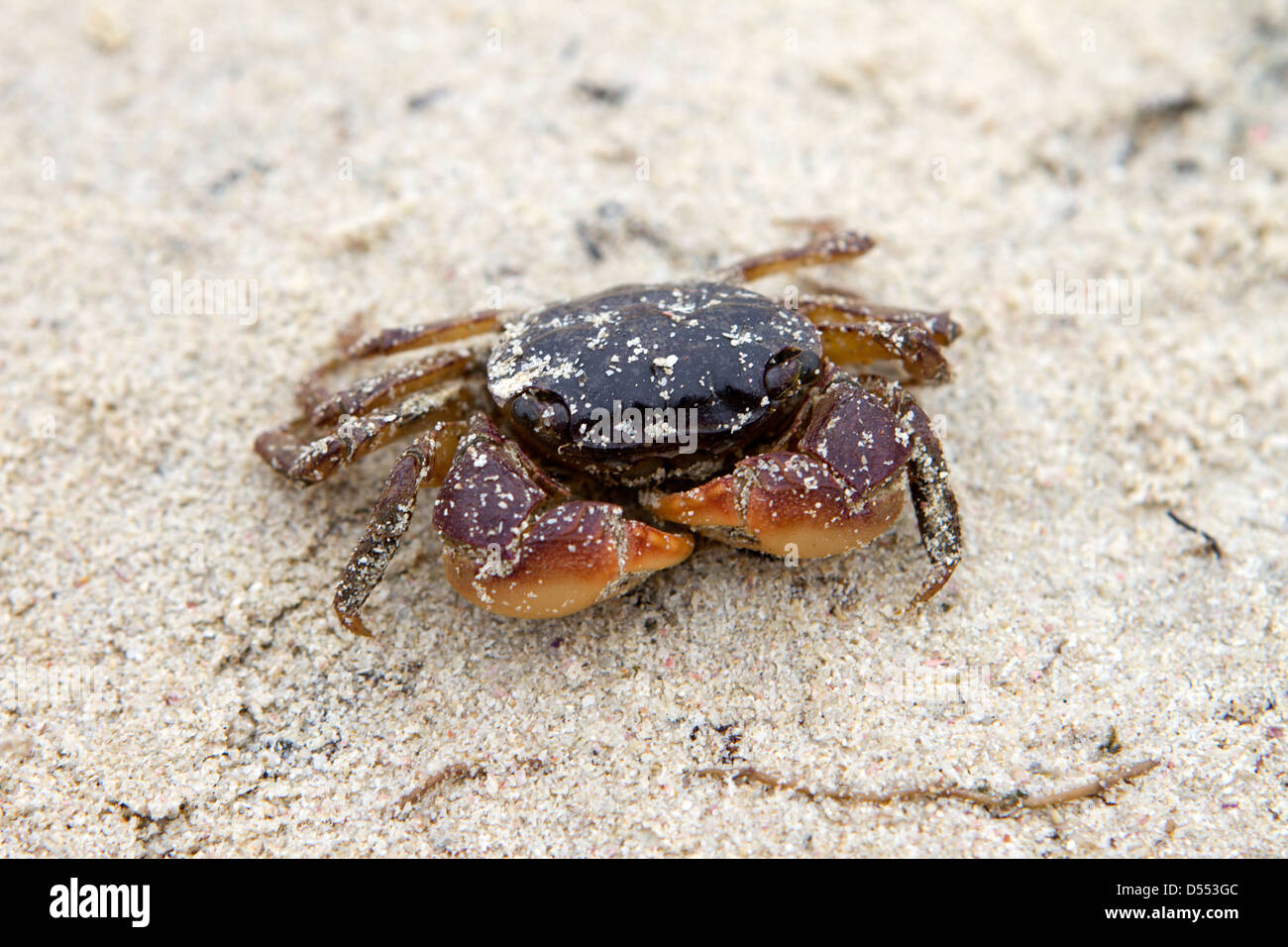 Dead crab on sand at De Mond Nature Reserve, South Africa Stock Photo ...