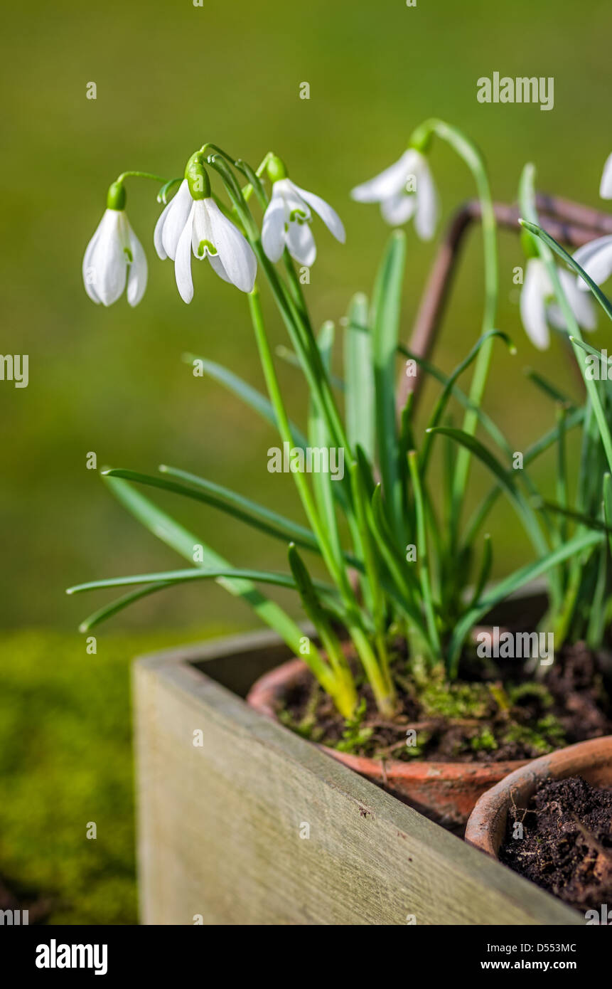 Snowdrops clay pot hi-res stock photography and images - Alamy